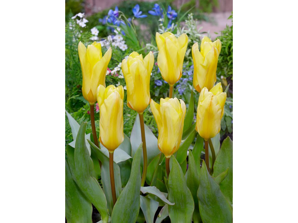 Tulipán 'Yellow empress' 5 ks - Záhradníctvo Brozany