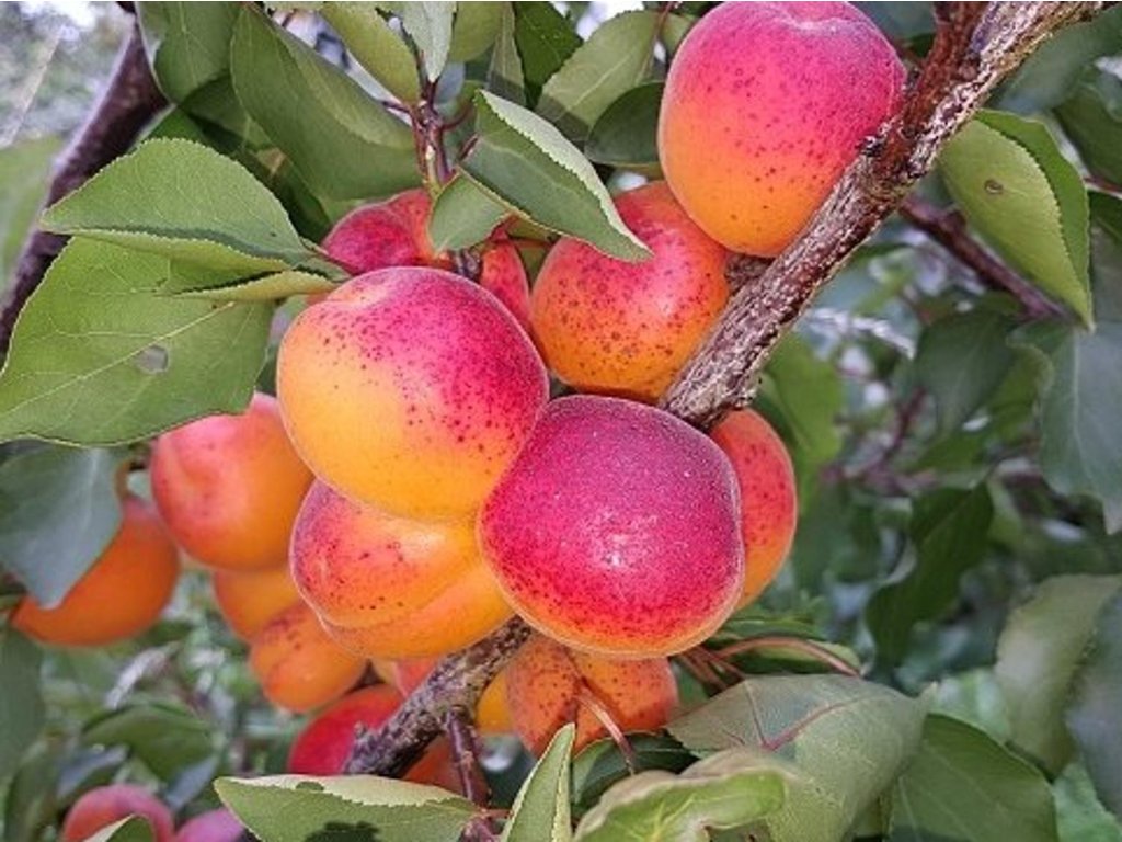 Marhuľa ´Kioto´ - Záhradníctvo Spomyšl