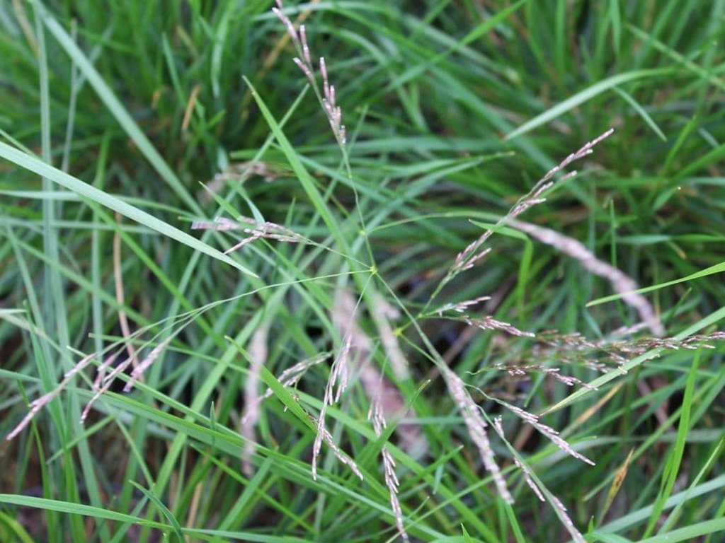 Metlica trsnatá ´Pixie Fountain´ - Deschampsia caespitosa 'Pixie ...