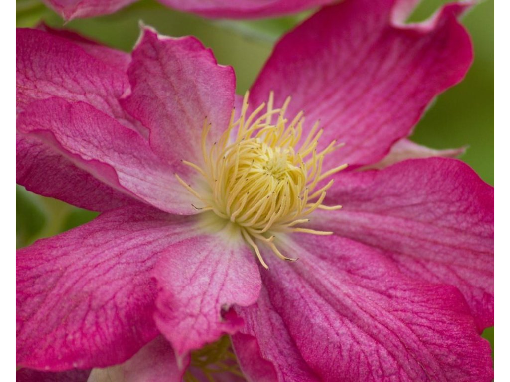 Plamienok ´Asao´ - Záhradníctvo Spomyšl