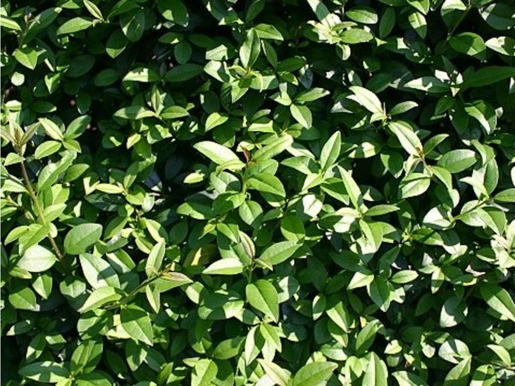 Vtáčí zob obyčajný ´Atrovirens´ - Záhradníctvo Spomyšl