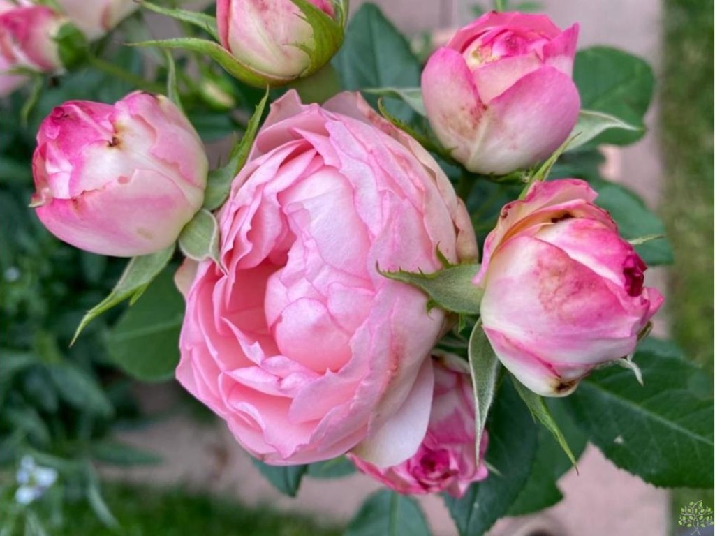 Ruža ´Playful Rokoko´ - Záhradníctvo Spomyšl