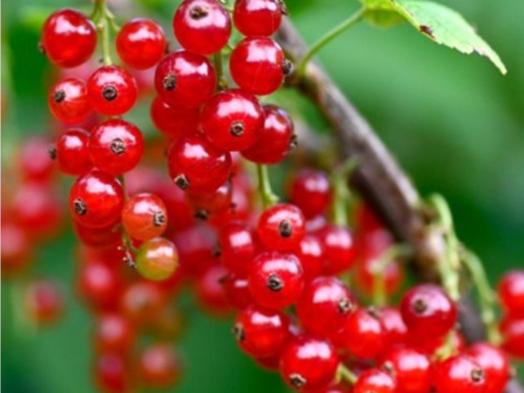 Ríbezľa ´Detvan´ - Záhradníctvo Spomyšl