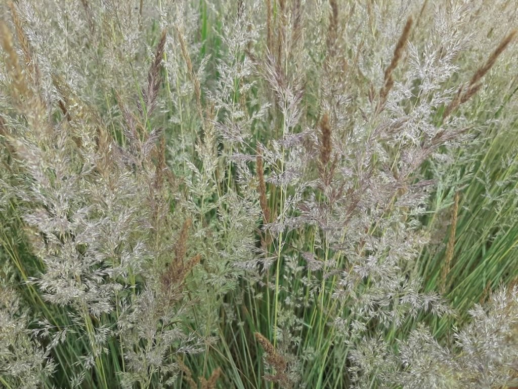 Smlz ostrokvetý ´England´ - Calamagrostis x acutiflora ´England´ - Záhradníctvo Spomyšl
