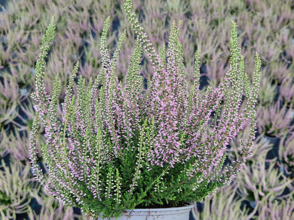 Vres obyčajný ´Hilda´ - Záhradníctvo Spomyšl