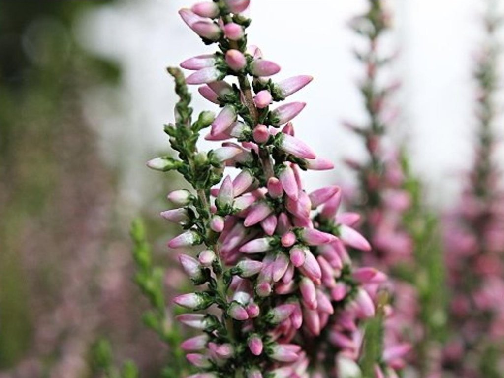 Vres obyčajný ´Rena´ - Záhradníctvo Spomyšl