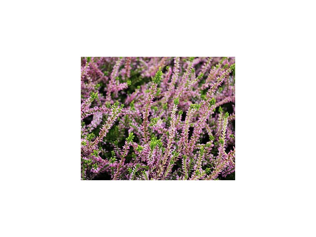 Vres obyčajný ´Theresa´ - Záhradníctvo Spomyšl