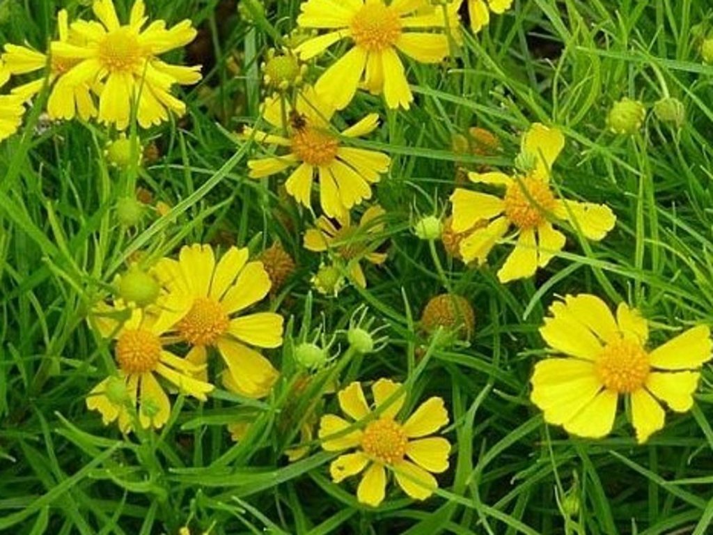 Helénium amarum ´Dakota Gold´ - Záhradníctvo Spomyšl