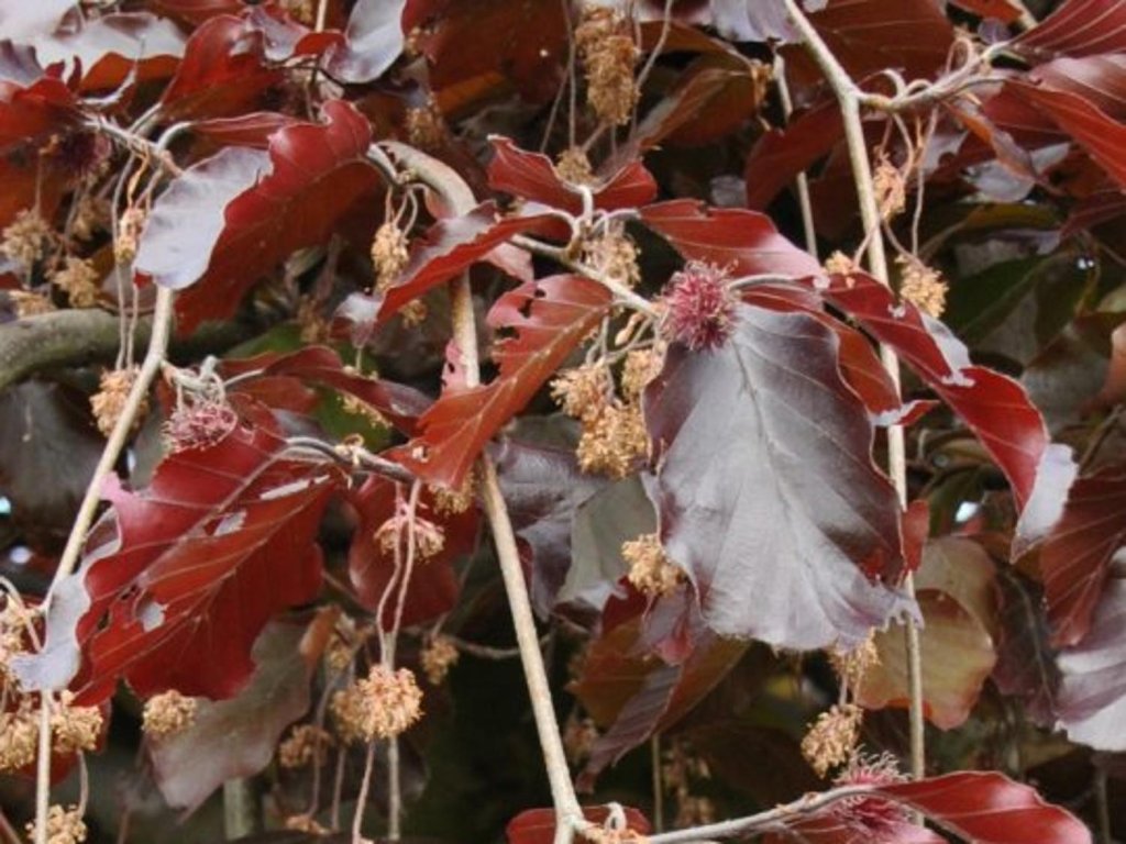 Buk lesný ´Purpurea Pendula´ - Záhradníctvo Spomyšl