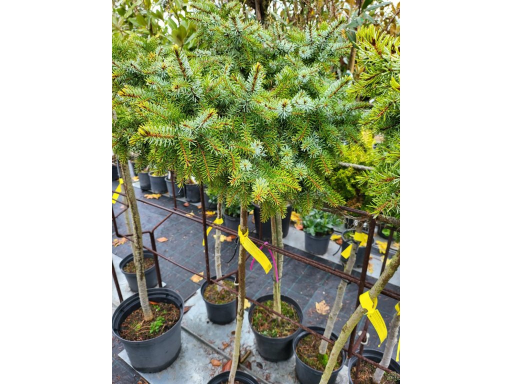 Smrek omorikový 'Berliner's Weeper' - Záhradníctvo Spomyšl