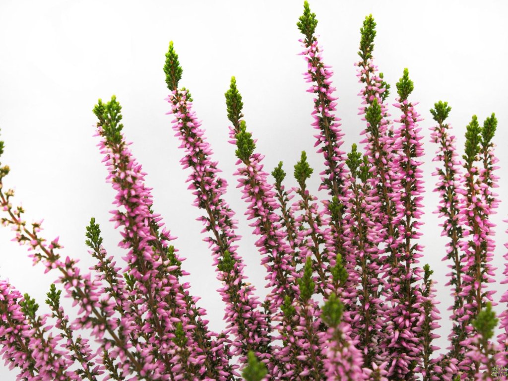 Vres obyčajný ´Michelle´ - Záhradníctvo Spomyšl