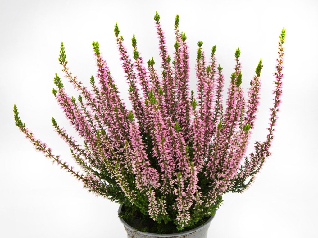 Vres obyčajný ´Michelle´ - Záhradníctvo Spomyšl