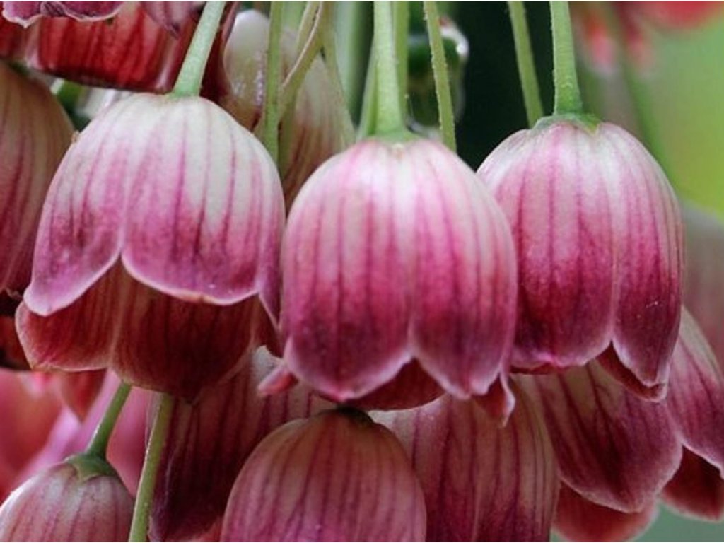 Zvonkovec 'Red Bells' - Záhradníctvo Spomyšl