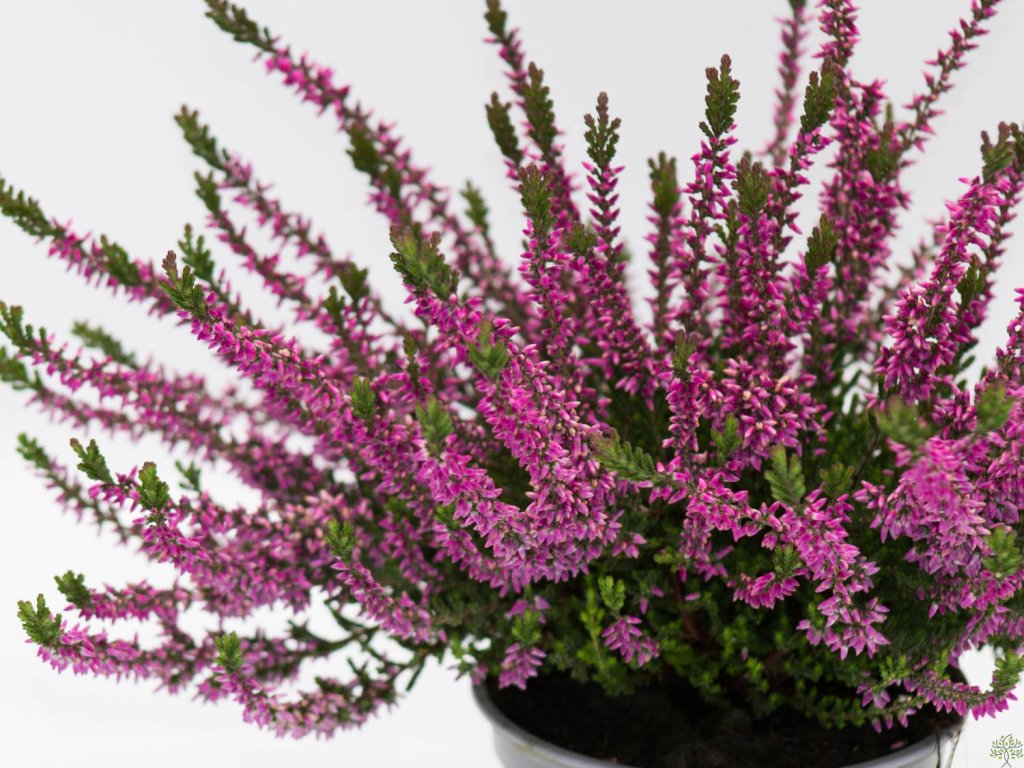 Vres obyčajný ´Lianne´ - Záhradníctvo Spomyšl