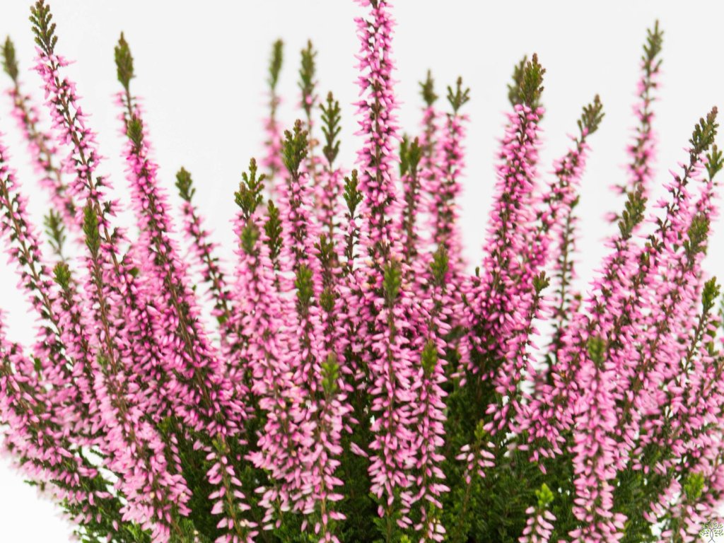 Vres obyčajný ´Myrtha´ - Záhradníctvo Spomyšl