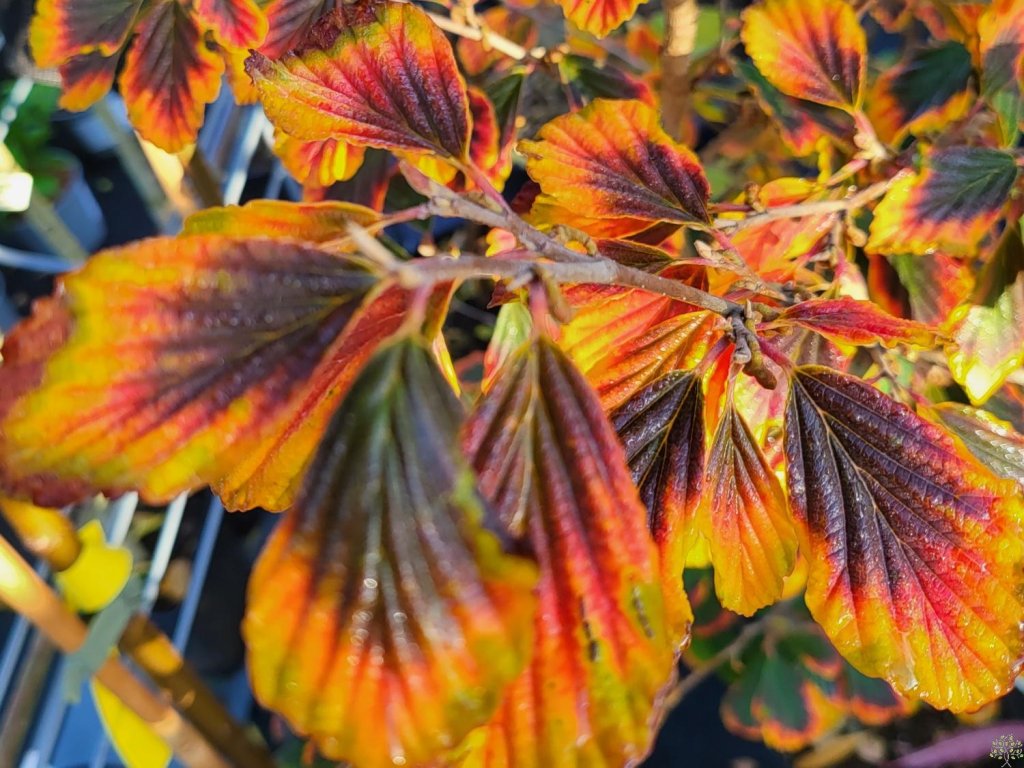 Hamamel japonský ´Zuccariniana´ - Záhradníctvo Spomyšl