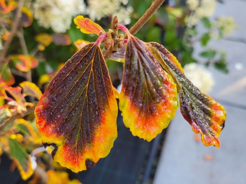 Hamamel japonský ´Zuccariniana´ - Záhradníctvo Spomyšl