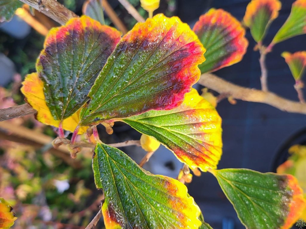 Hamamel japonský ´Zuccariniana´ - Záhradníctvo Spomyšl