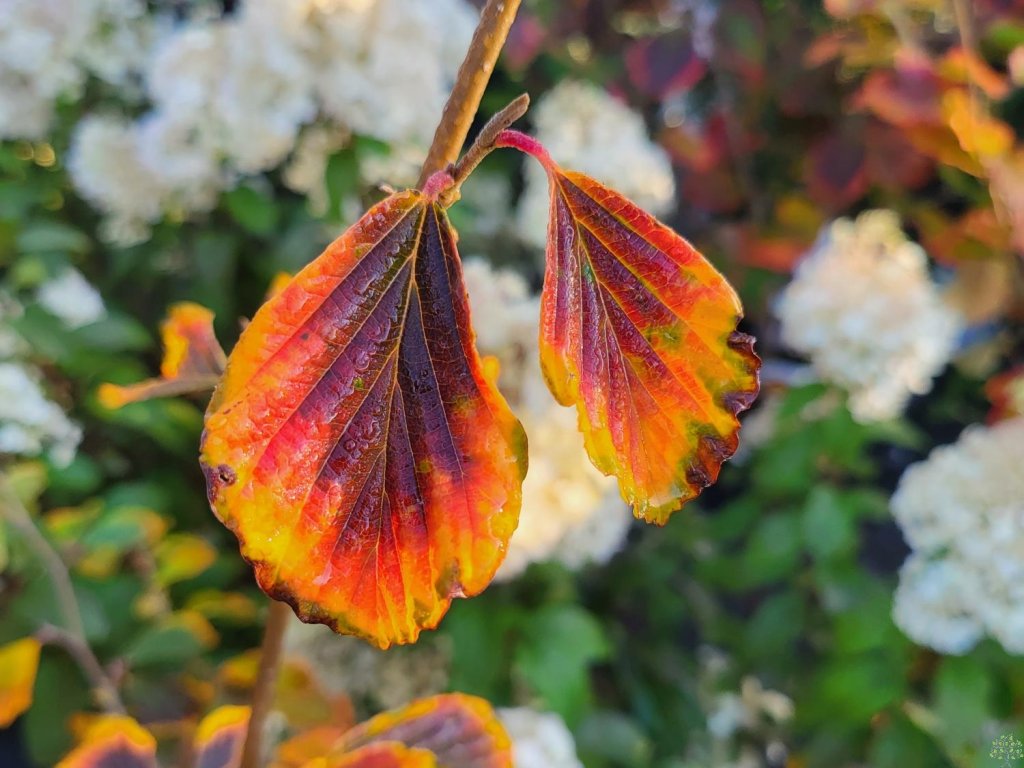 Hamamel japonský ´Zuccariniana´ - Záhradníctvo Spomyšl