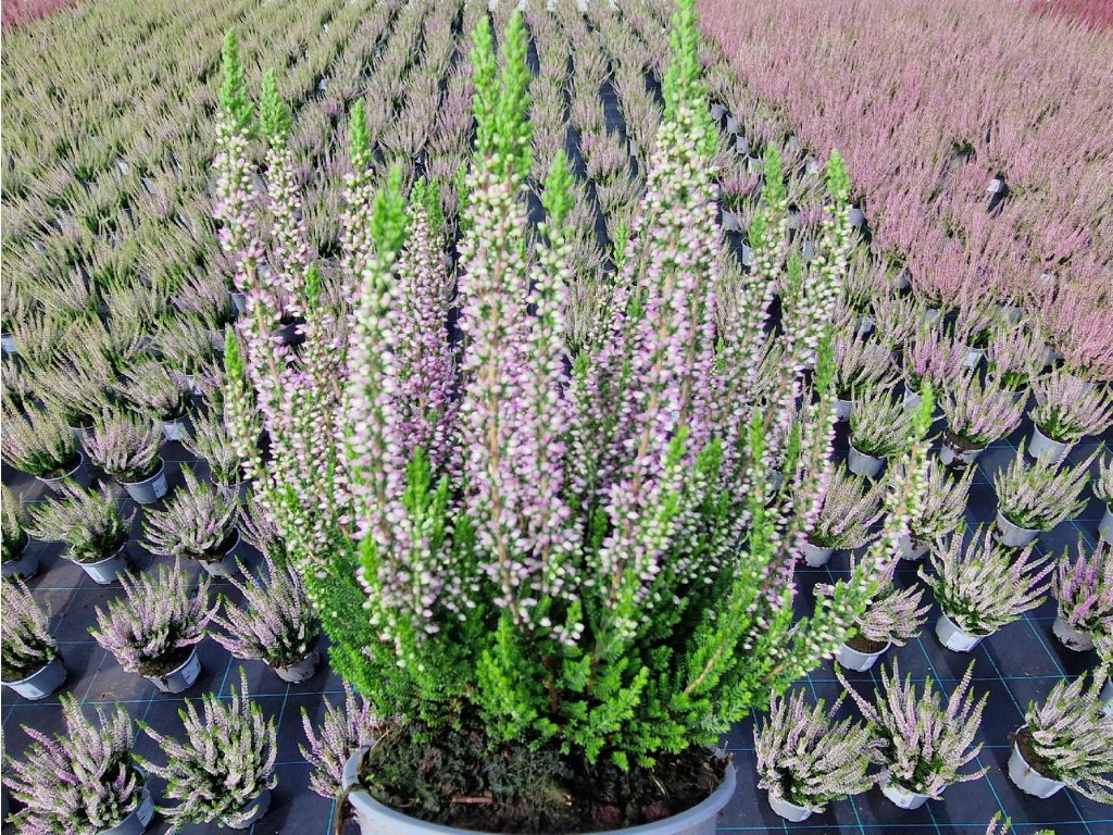 Vres obyčajný ´Renate´ - Záhradníctvo Spomyšl