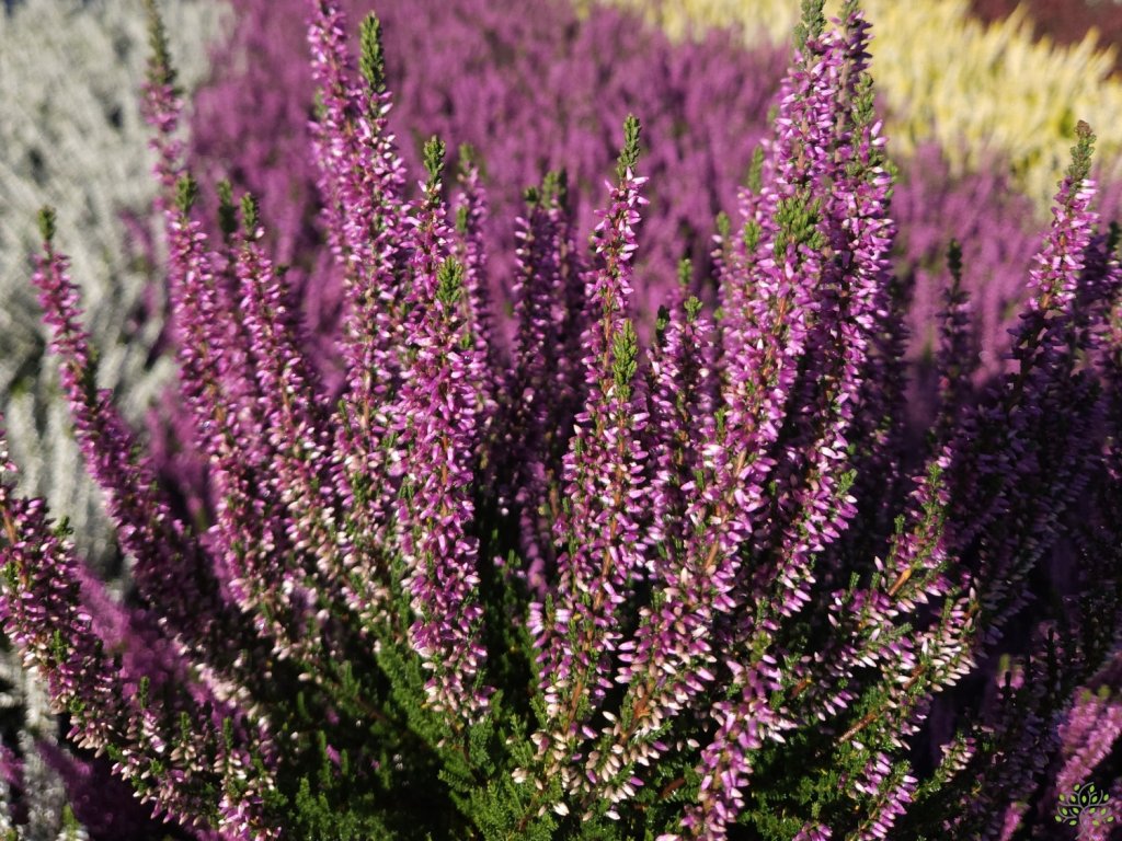 Vres obyčajný ´Renate´ - Záhradníctvo Spomyšl