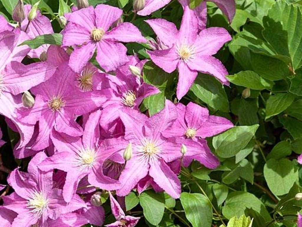 Plamienok ´Danuta´ - Záhradníctvo Spomyšl