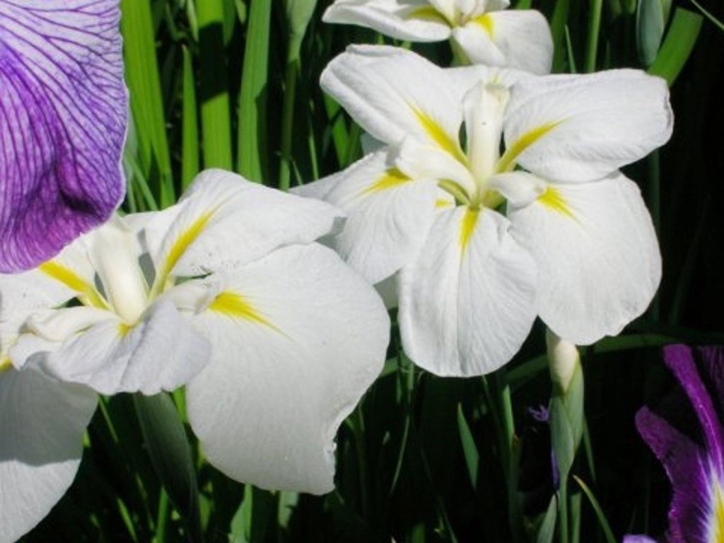 Kosatec Kaempferov 'Apollo' - Iris kaempferi 'Apollo' - Záhradníctvo ...