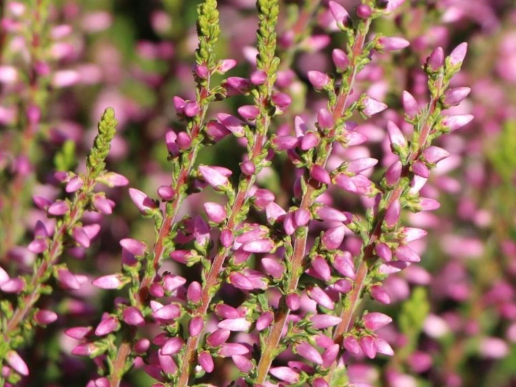 Vres obyčajný ´Gina´ - Záhradníctvo Spomyšl