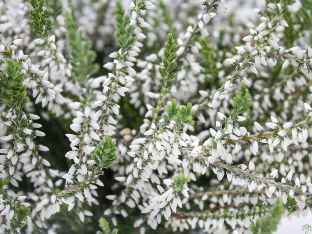 Vres obyčajný ´Asli´ - Záhradníctvo Spomyšl