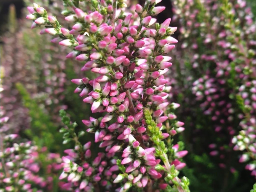 Vres obyčajný ´Franca´ - Záhradníctvo Spomyšl