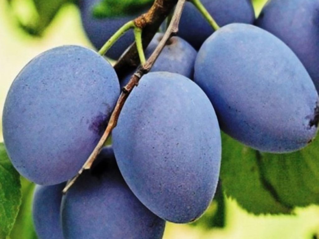 Slivka ´Topimun´ - Záhradníctvo Spomyšl