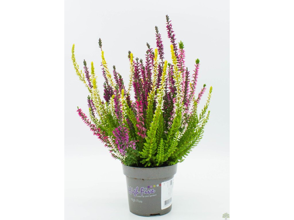 Vres obyčajný ´High Five´ - Záhradníctvo Spomyšl