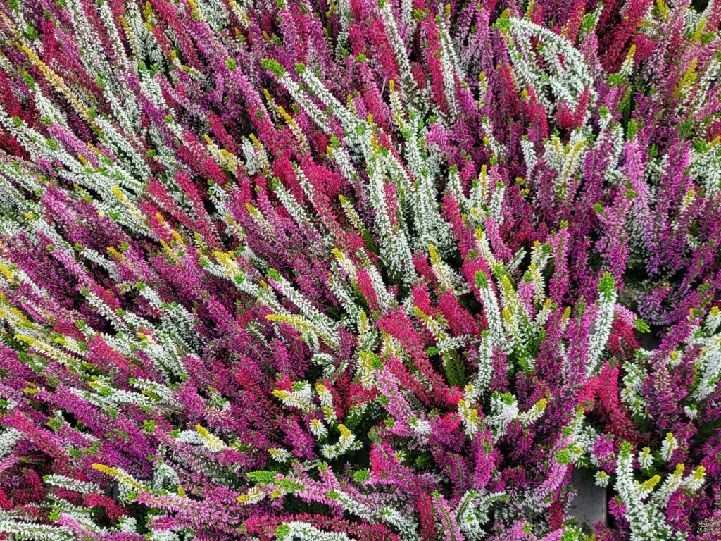 Vres obyčajný ´High Five´ - Záhradníctvo Spomyšl