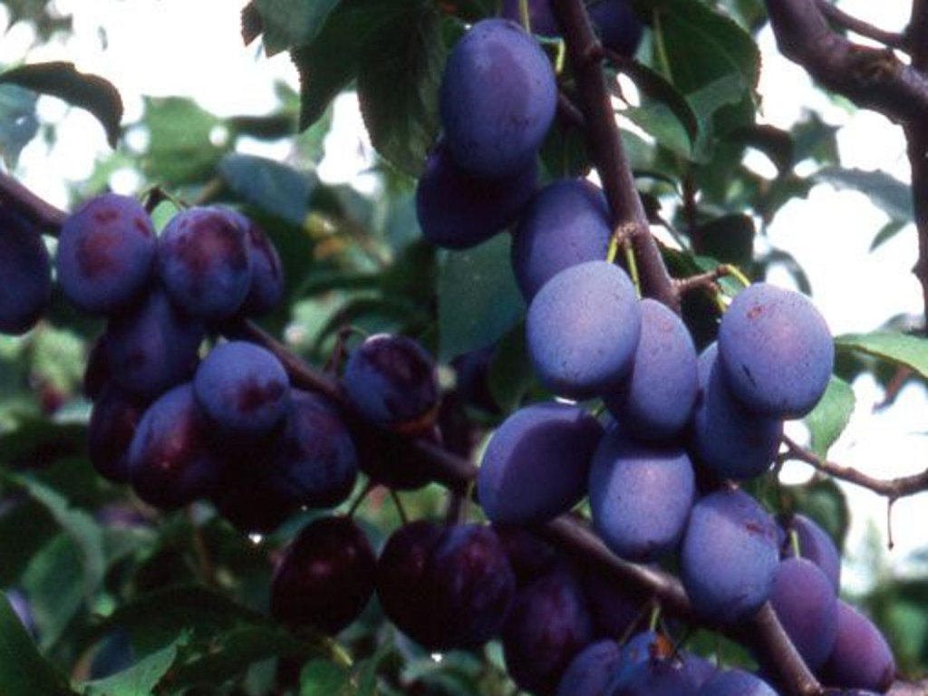 Slivka ´Wegierka Dąbrowicka´ - Záhradníctvo Spomyšl