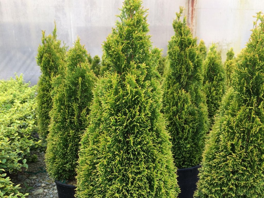 Tuja západná ´Petit Smaragd´ - Záhradníctvo Spomyšl