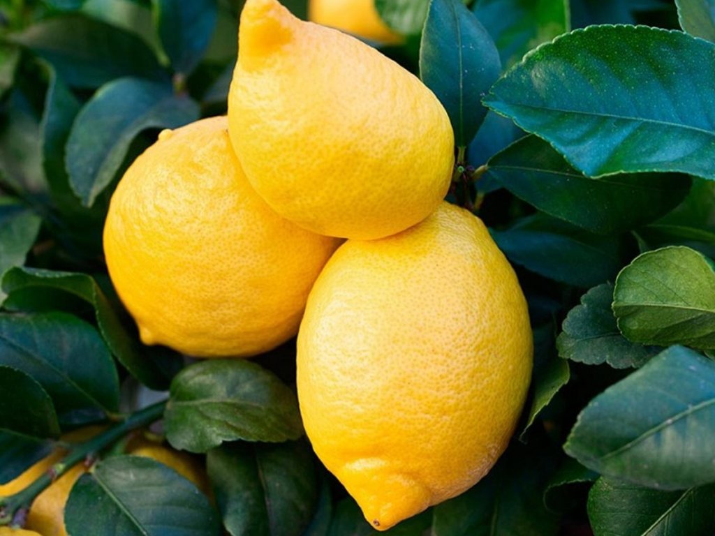 Citrónovník 'Cappuccio' - Záhradníctvo Spomyšl