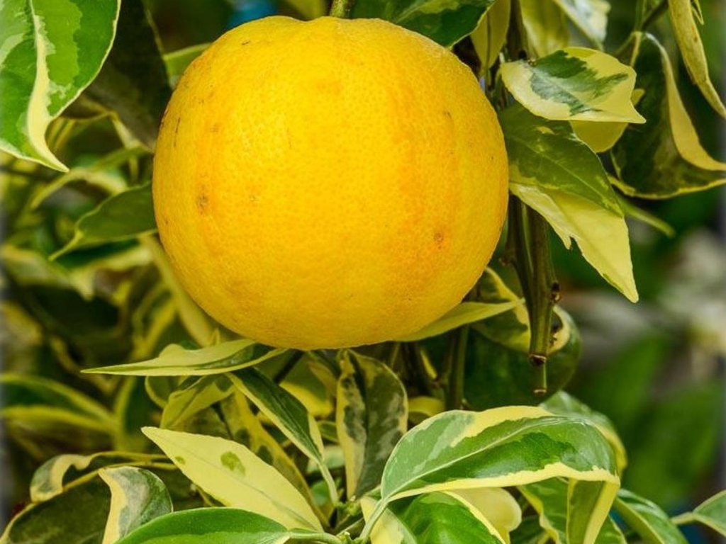 Citrónovník 'Foliis Variegatis' - Záhradníctvo Spomyšl