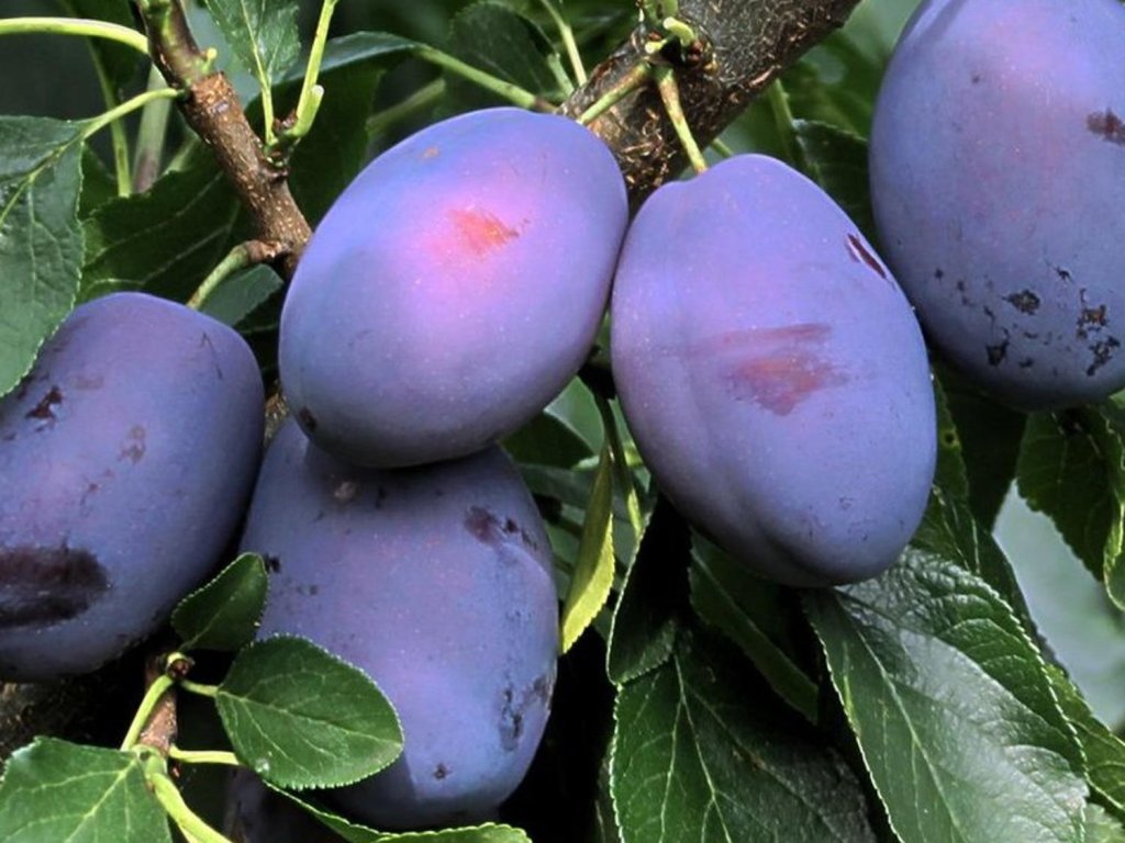 Slivka ´Franzi®´ - Záhradníctvo Spomyšl