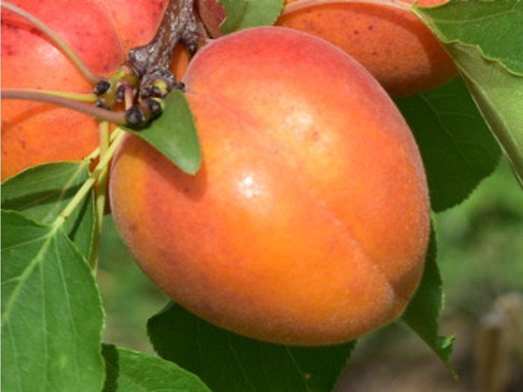 Marhuľa 'Fodula'- kontajner - Záhradníctvo Spomyšl