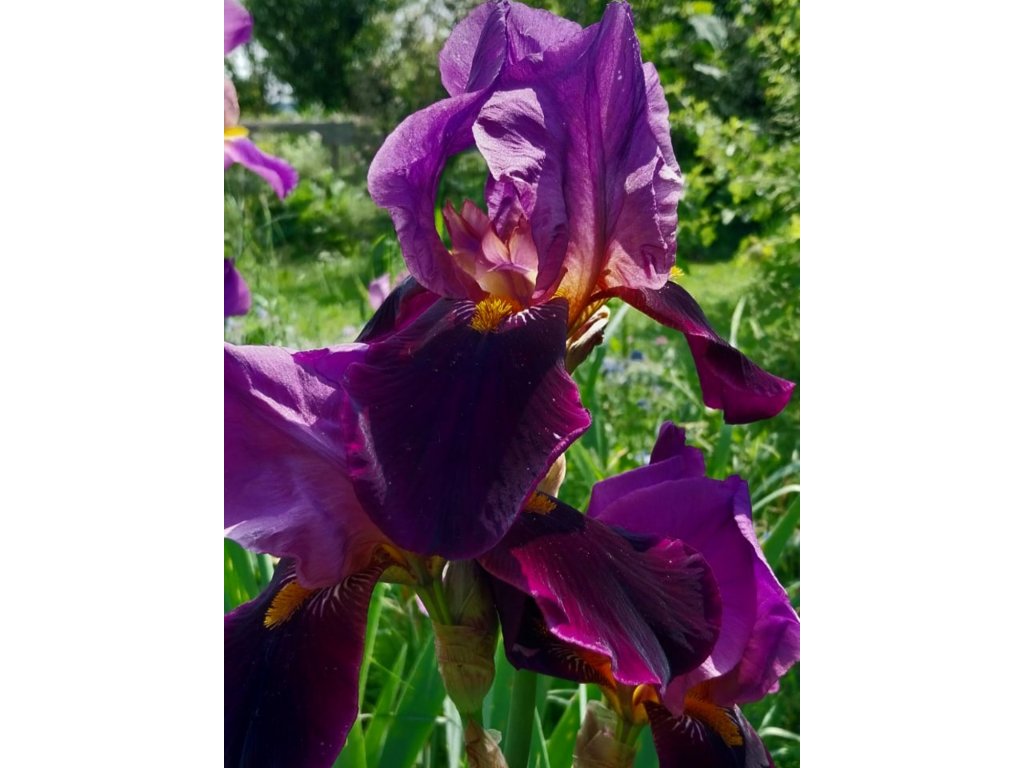 Kosatec nemecký 'Cameroun' - Záhradníctvo Spomyšl