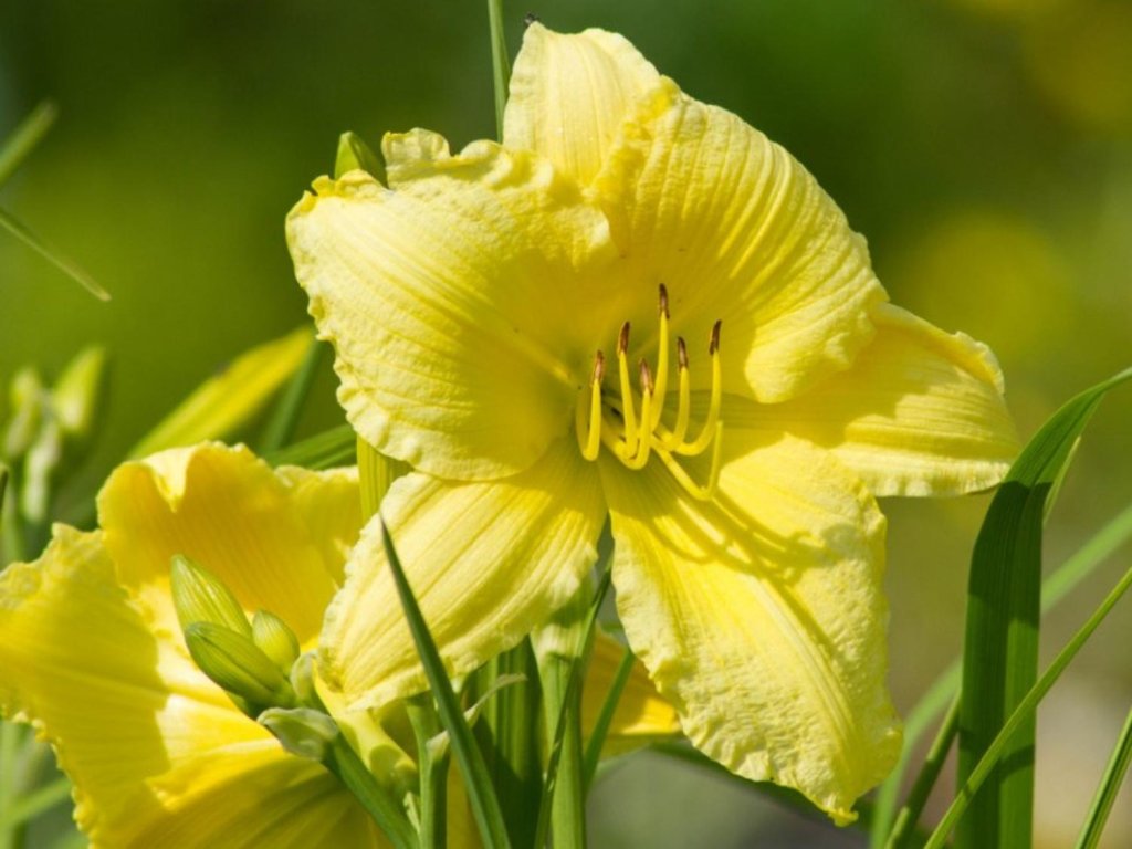 Ľaliovka ´Big Time Happy´ - Hemerocallis 'Big Time Happy ...