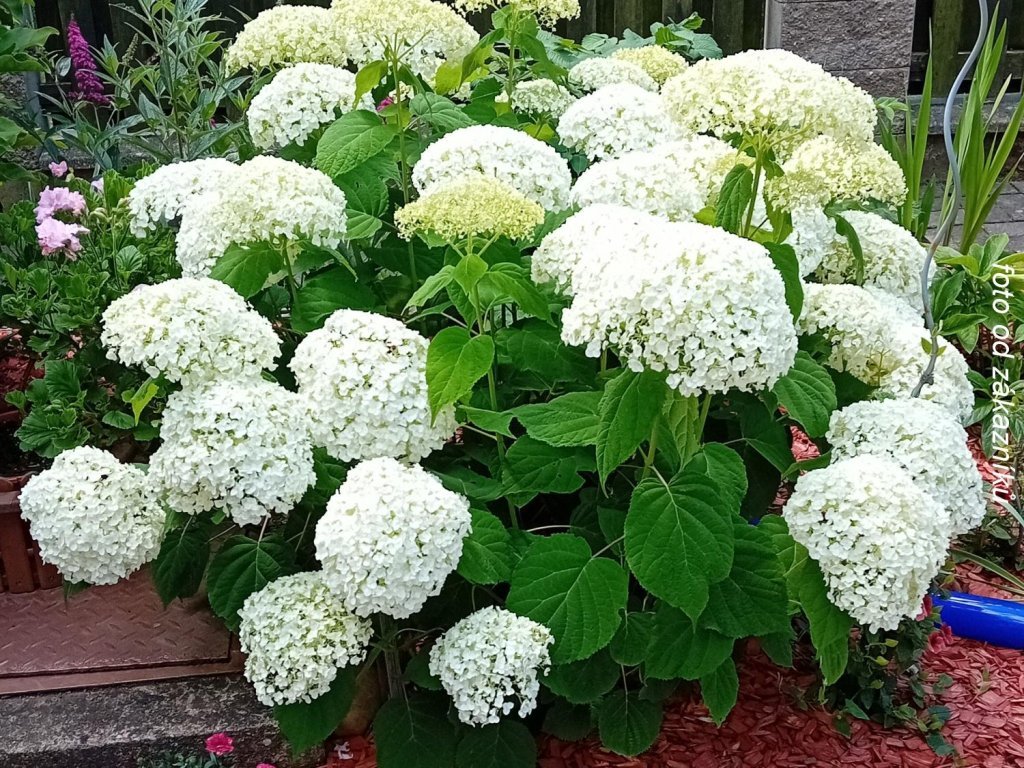 Hortenzia stromčekovitá ´Annabelle´ - Záhradníctvo Spomyšl