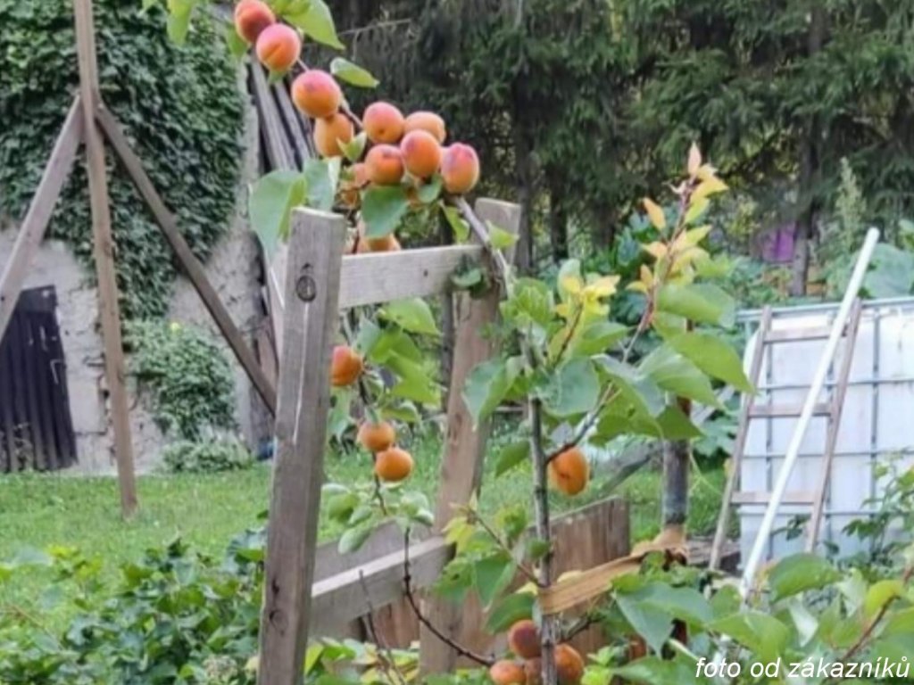 Marhuľa ´Goldrich´ - Záhradníctvo Spomyšl