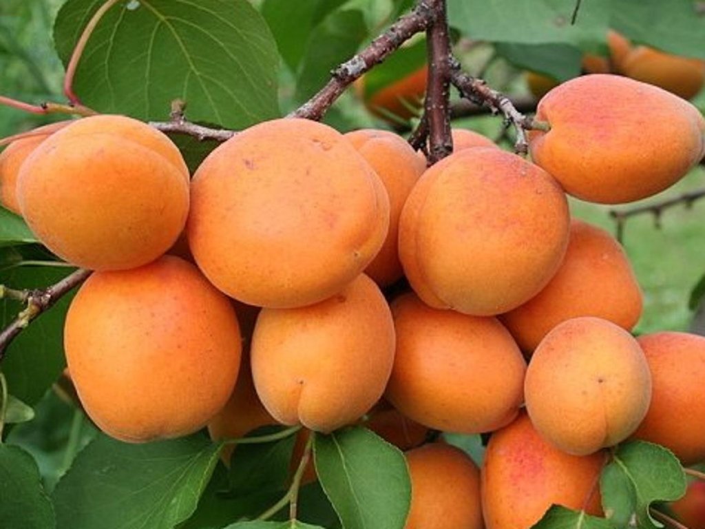 Marhuľa ´Velita´ - Záhradníctvo Spomyšl