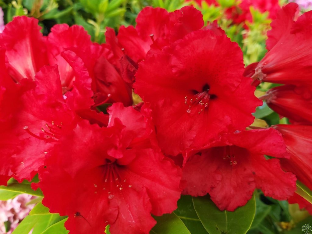 Rododendrón ´Red Jack´ - Záhradníctvo Spomyšl