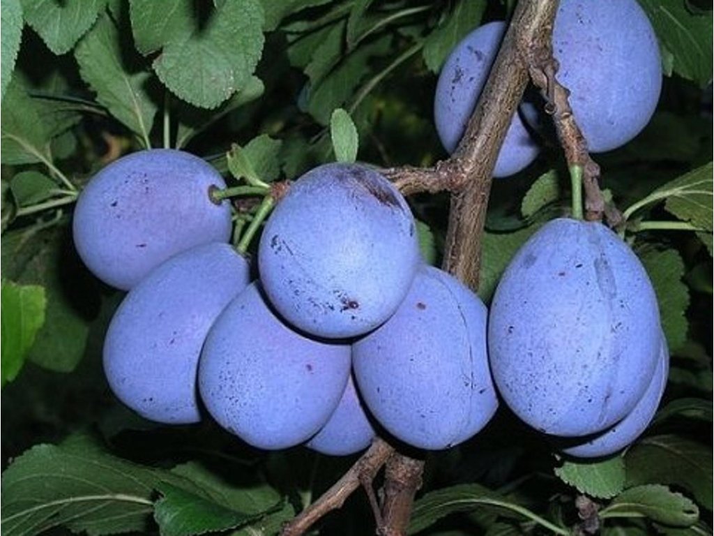 Slivka ´Elena´ - Záhradníctvo Spomyšl