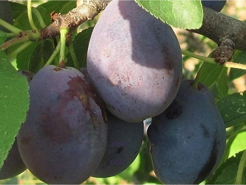 Slivka ´Těchobuzická´ - Záhradníctvo Spomyšl