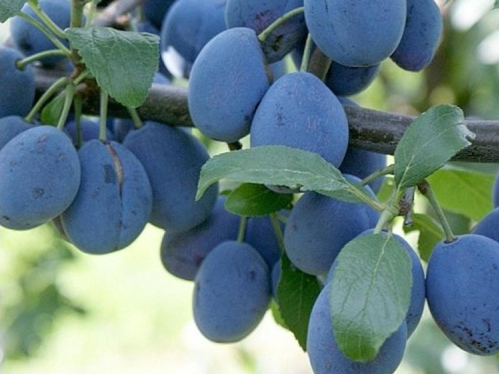 Slivka ´Topfive´ - Záhradníctvo Spomyšl