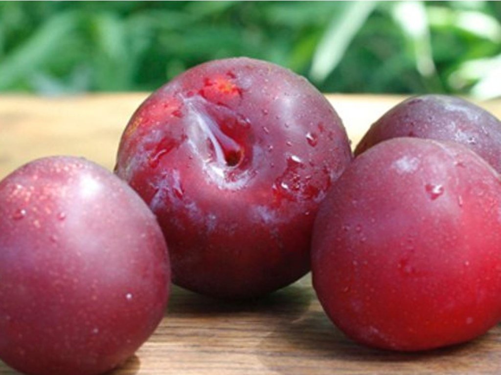 Japonská slivka ´October Sun´ - Záhradníctvo Spomyšl