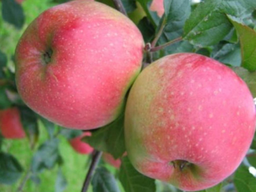 Jabloň ´Frosta´ - Záhradníctvo Spomyšl
